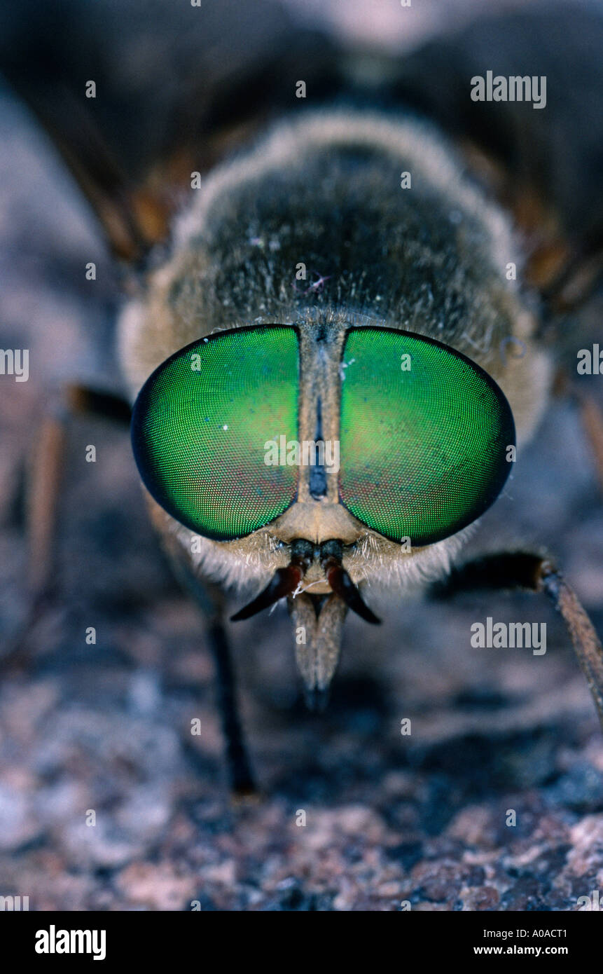 Horse Fly (Tabanus Stock Photo - Alamy