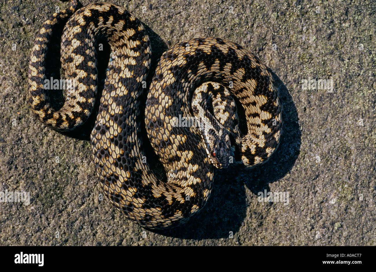 Male Adder (Viper Berus Stock Photo - Alamy