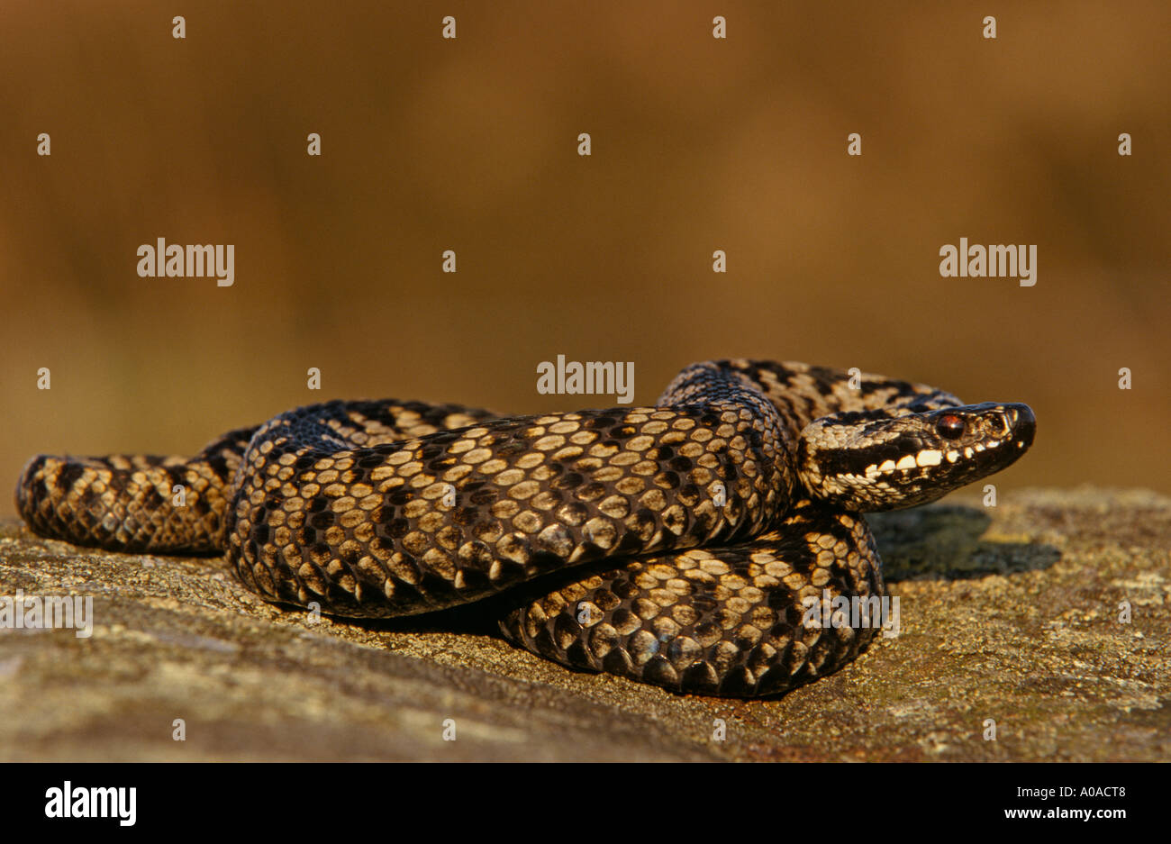 Male Adder (Viper Berus Stock Photo - Alamy