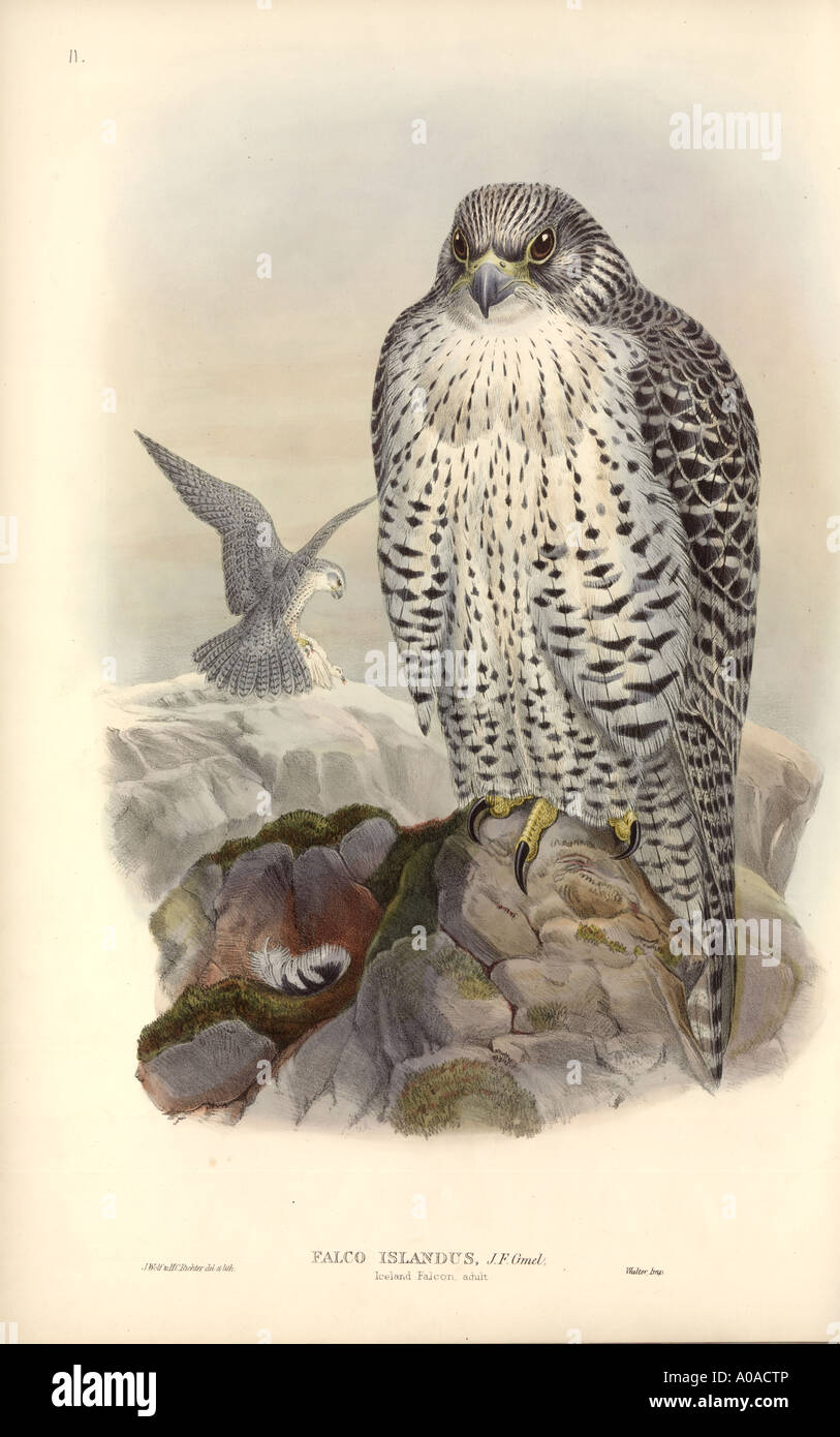 Black gyrfalcon falco rusticolus hi-res stock photography and images ...