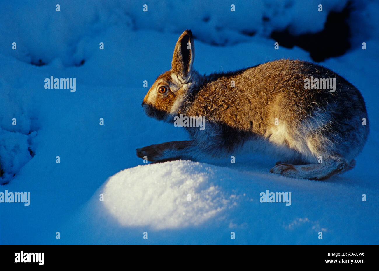 Mountain Hare (Lepus Timidus), intermediate coat in early snow ...