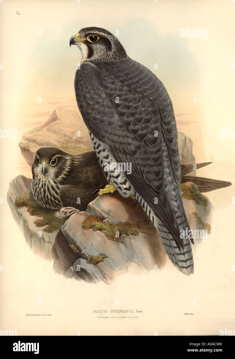 Falco rusticolus gyrfalcon Stock Photo - Alamy