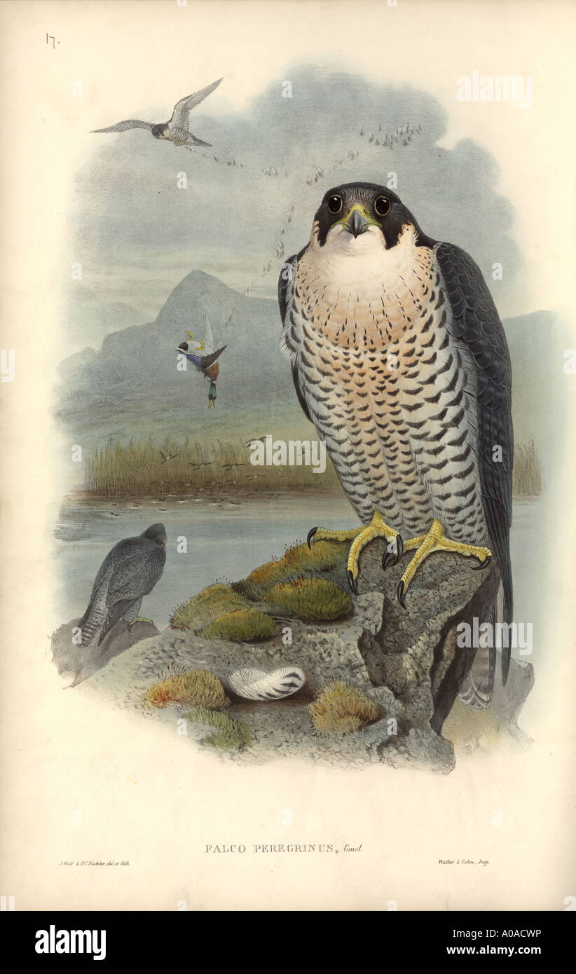 Peregrine falcon hunting bird hi-res stock photography and images - Alamy