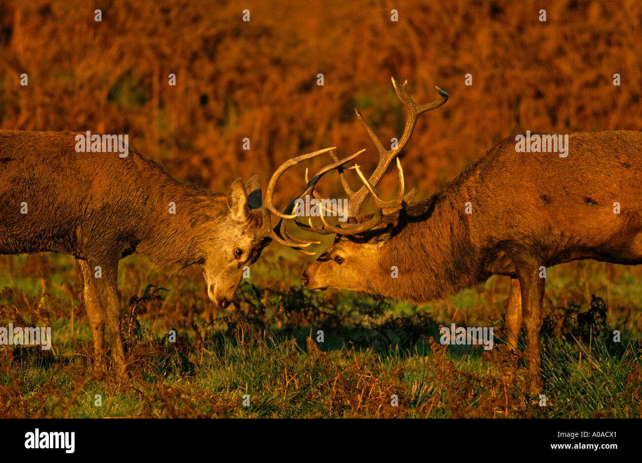 Breeding stags breeding mating hi-res stock photography and images - Alamy