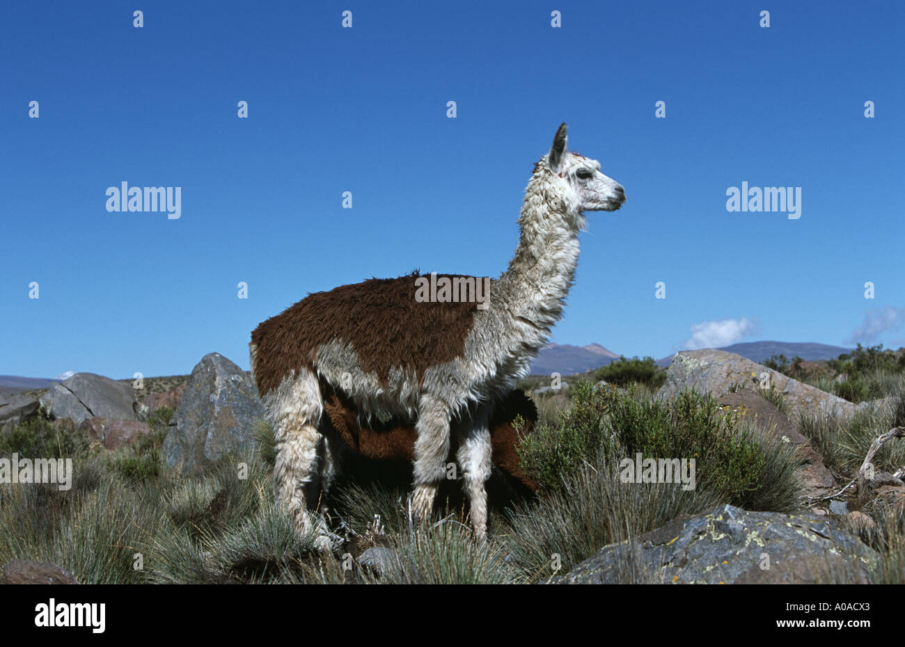 Pampas grasslands hi-res stock photography and images - Alamy