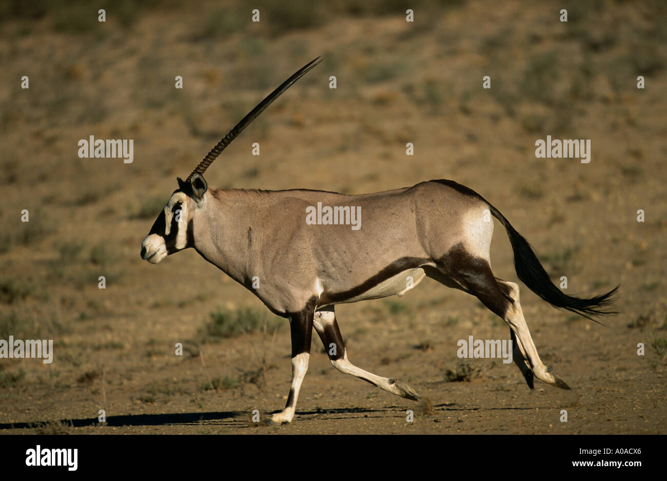 Oryx (Oryx Gazella) running at speed, South Africa Stock Photo - Alamy