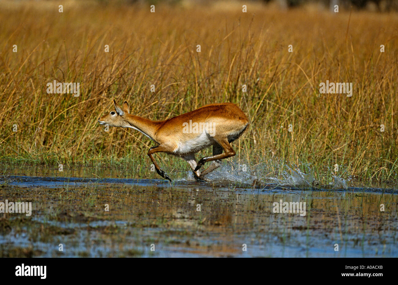 Lechwe Antelope Water Splash Africa High Resolution Stock Photography ...