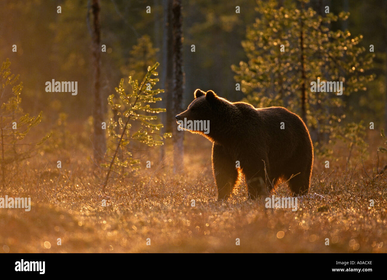 European Brown Bear (Ursus Arctos), in temperate forest, Finland Stock ...