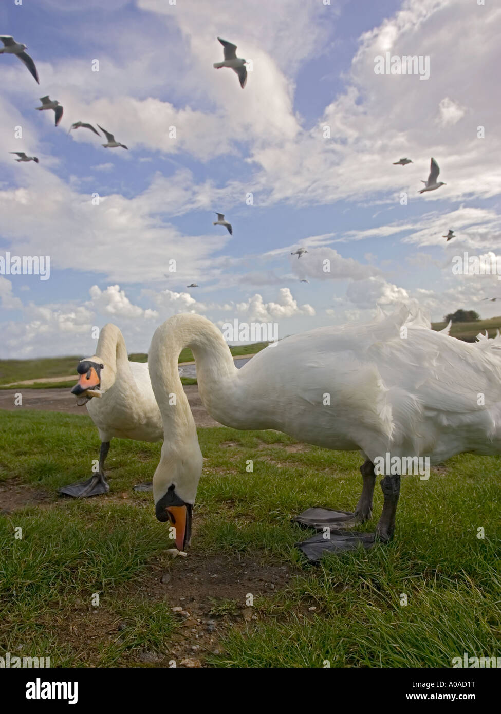 Swan Wide Angle Lens Stock Photo - Alamy