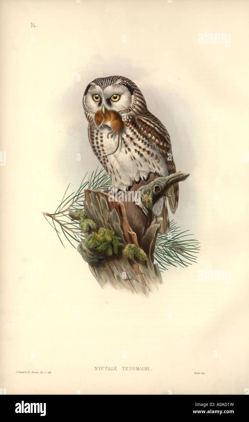 Tengmalm owl mouse hi-res stock photography and images - Alamy
