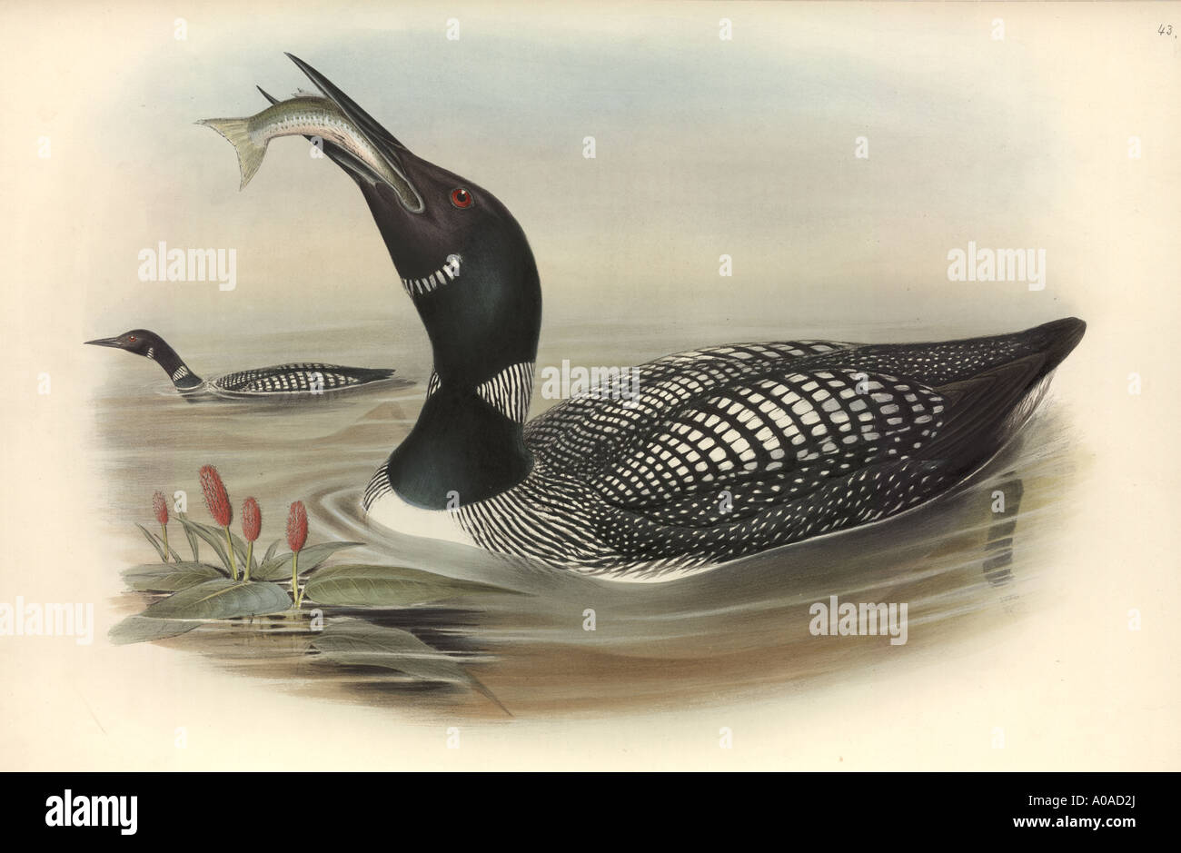Gavia immer, common loon Stock Photo - Alamy