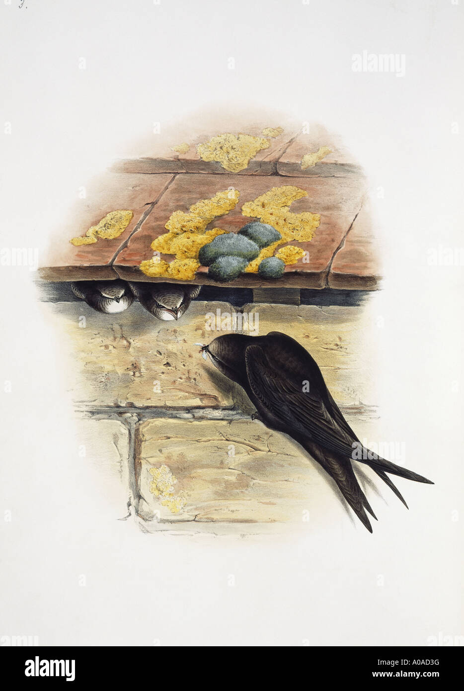 Apus apus common swift Stock Photo - Alamy