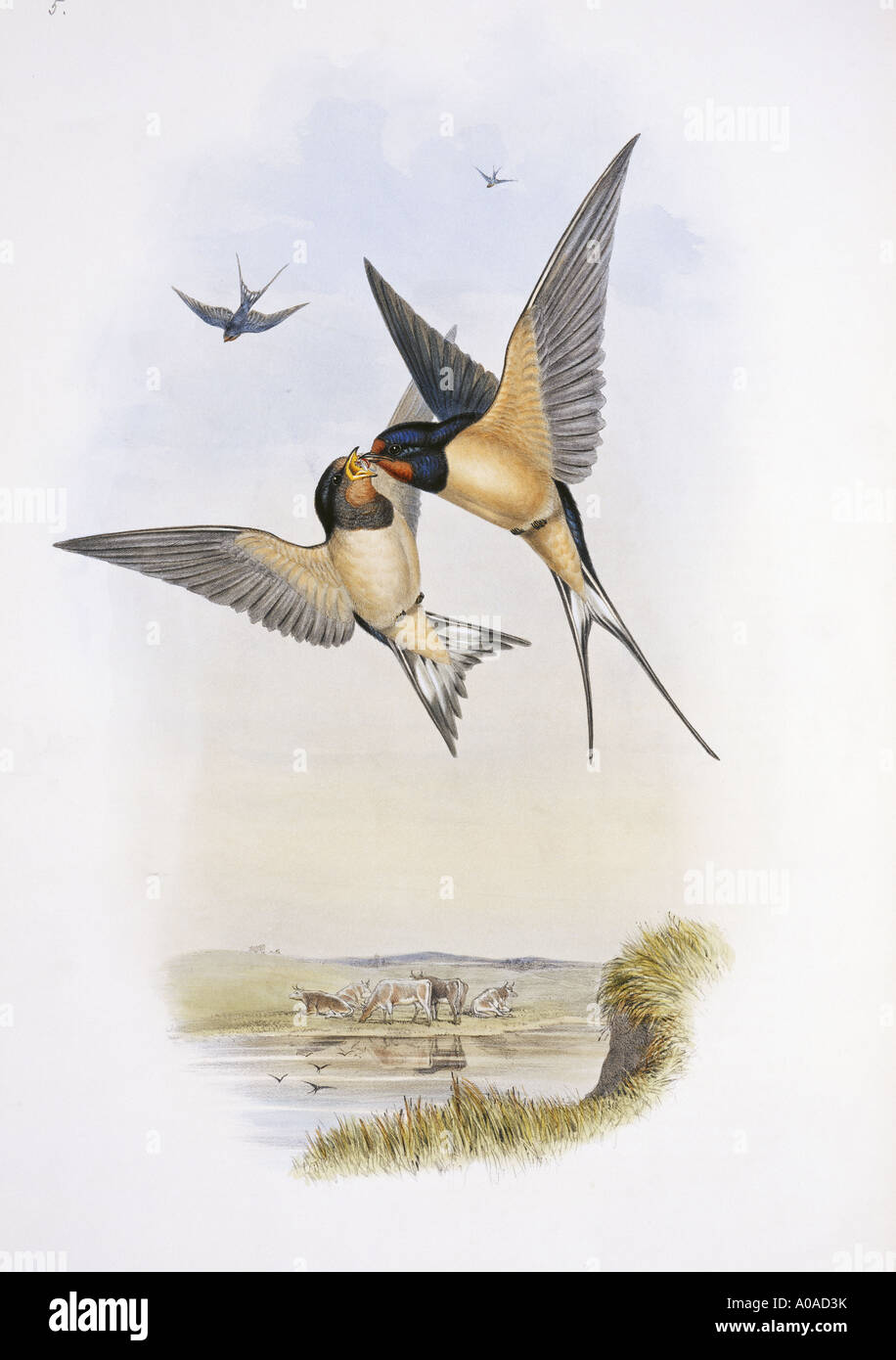 Hirundo rustica barn swallow Stock Photo - Alamy