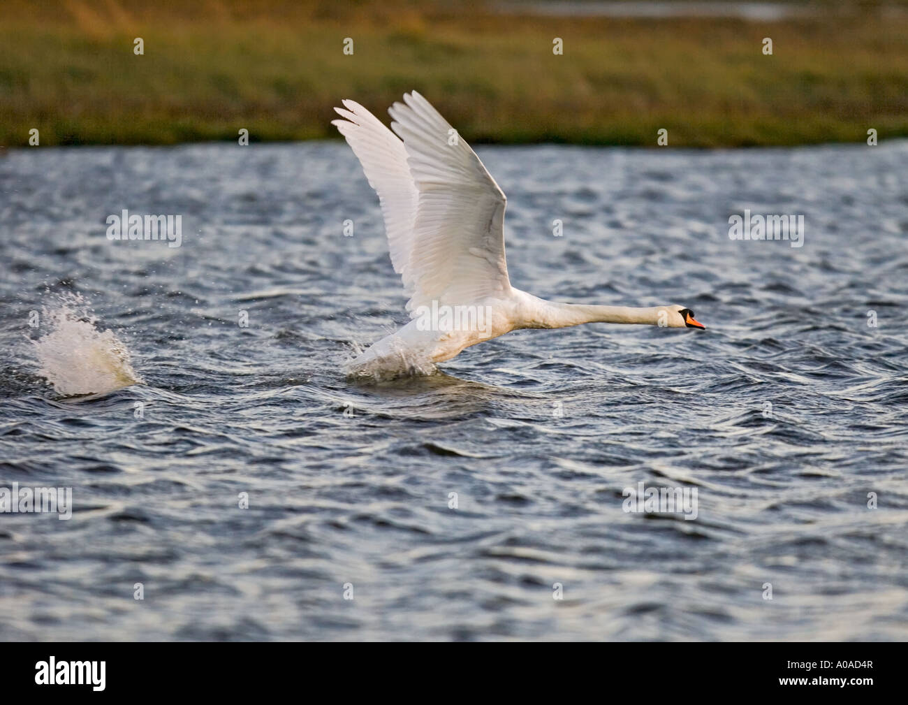 Swan Taking Off Stock Photo - Alamy