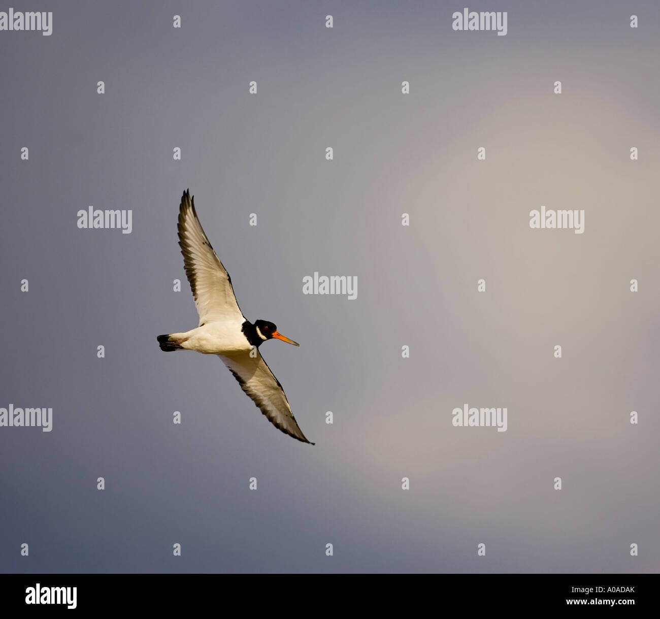 Oyster Catcher Flying Stock Photo - Alamy
