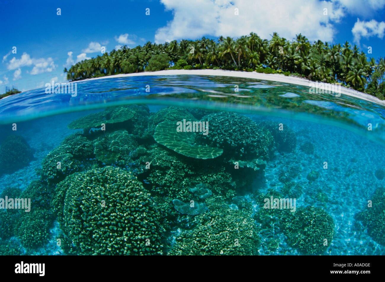 Coral Reef, Marshall Islands, Pacific Stock Photo - Alamy