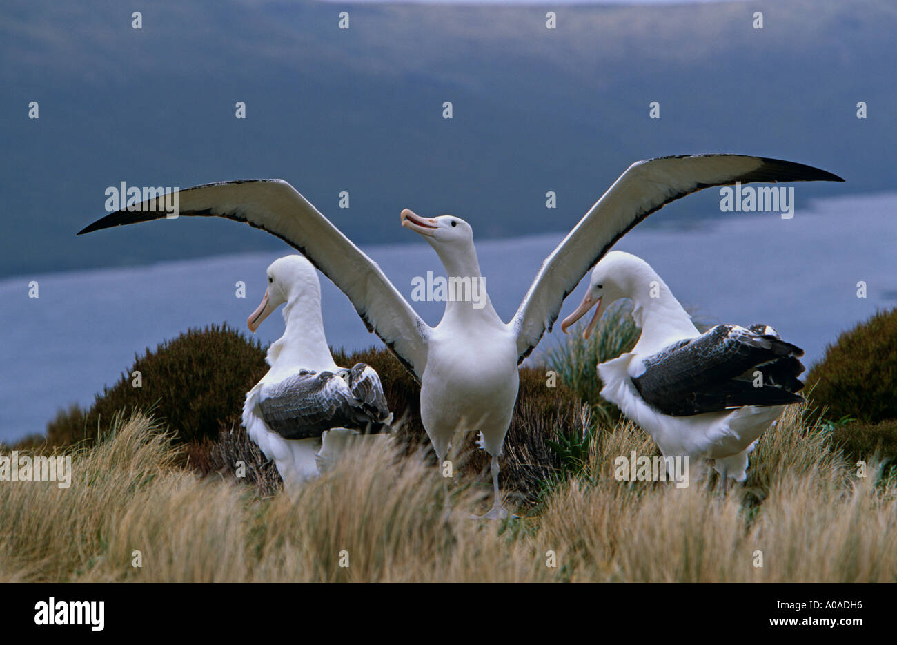 Southern Royal Albatross (Diomedea Epomophora) dancing, Campbell Island ...