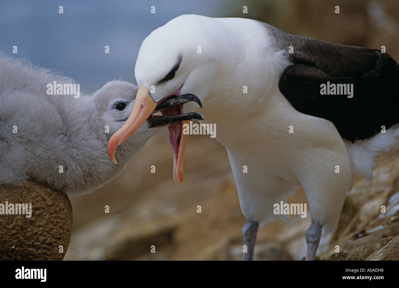 Black Browed Albatross (Diomedea Melanophris) feeding chick, Saunders ...