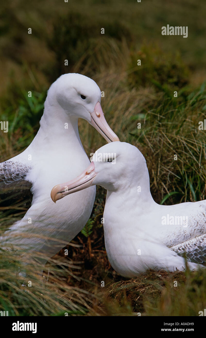 Southern Royal Albatross pair at nest, Campbell Island, Subantarctic ...