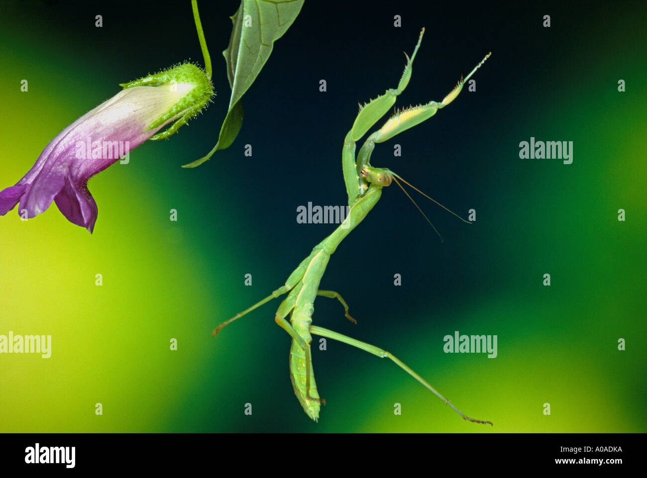 Leaping European Praying Mantis (Mantis Religiosa Stock Photo - Alamy