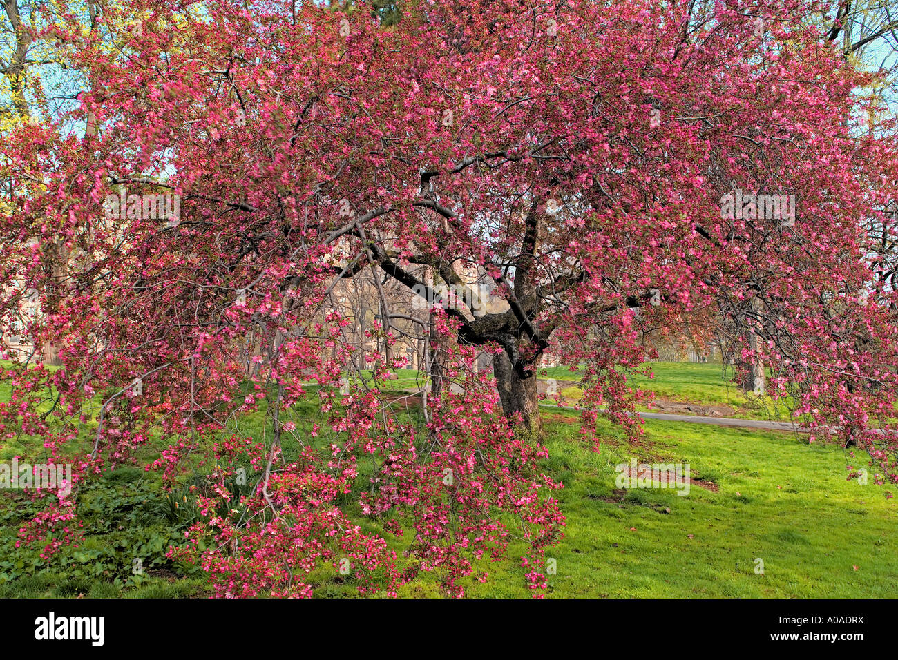 Japanese Cherry Tree Stock Photo - Alamy