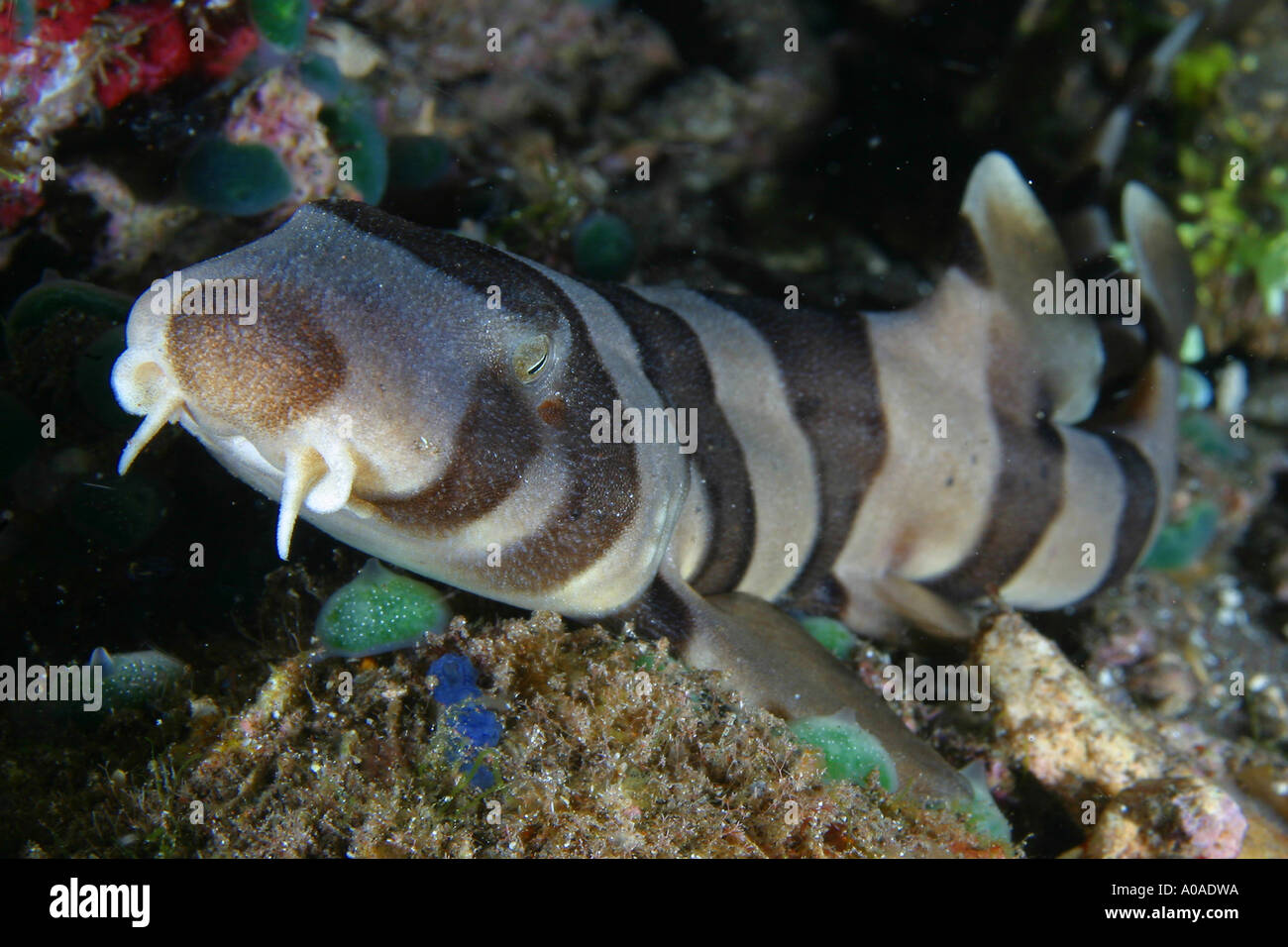 Brown Cat Shark High Resolution Stock Photography and Images - Alamy