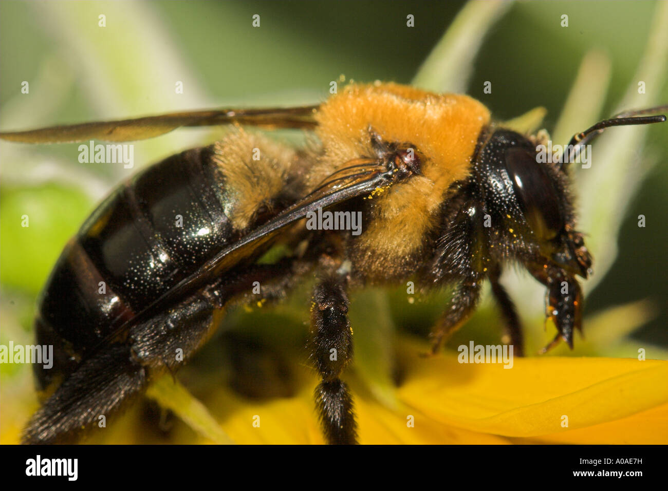 American honey bee Stock Photo - Alamy