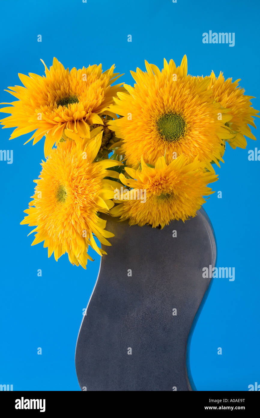 Dwarf sunflowers hi-res stock photography and images - Alamy