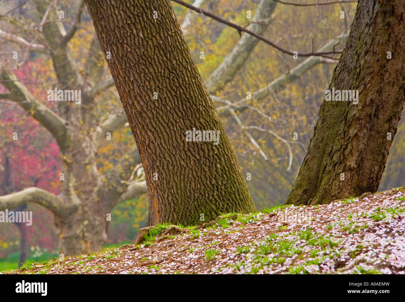 Spring in Central Park Stock Photo - Alamy