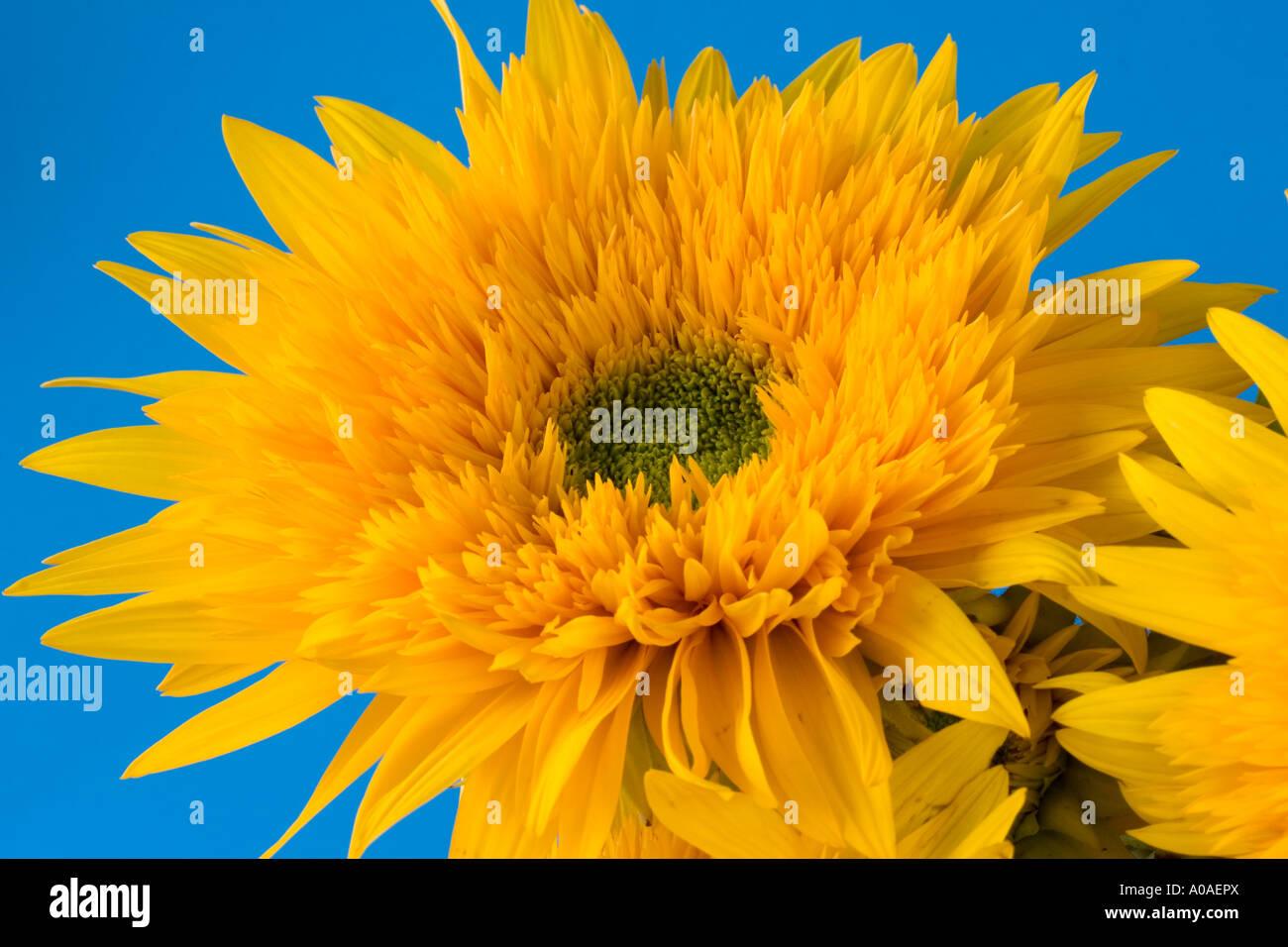 Dwarf sunflower hi-res stock photography and images - Alamy