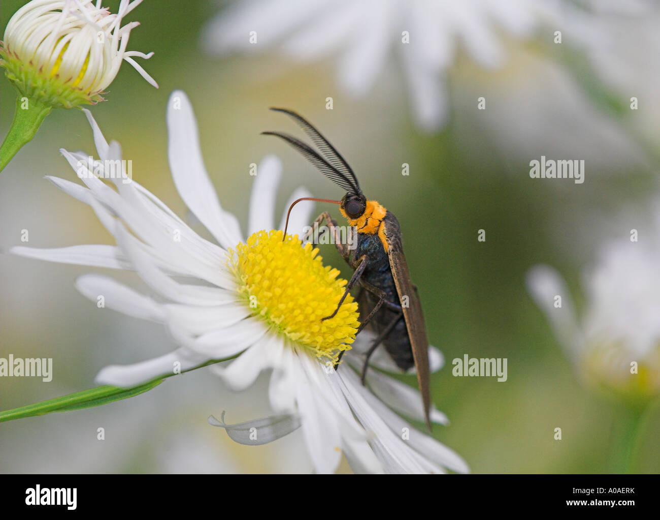 Lightning bug hi-res stock photography and images - Alamy