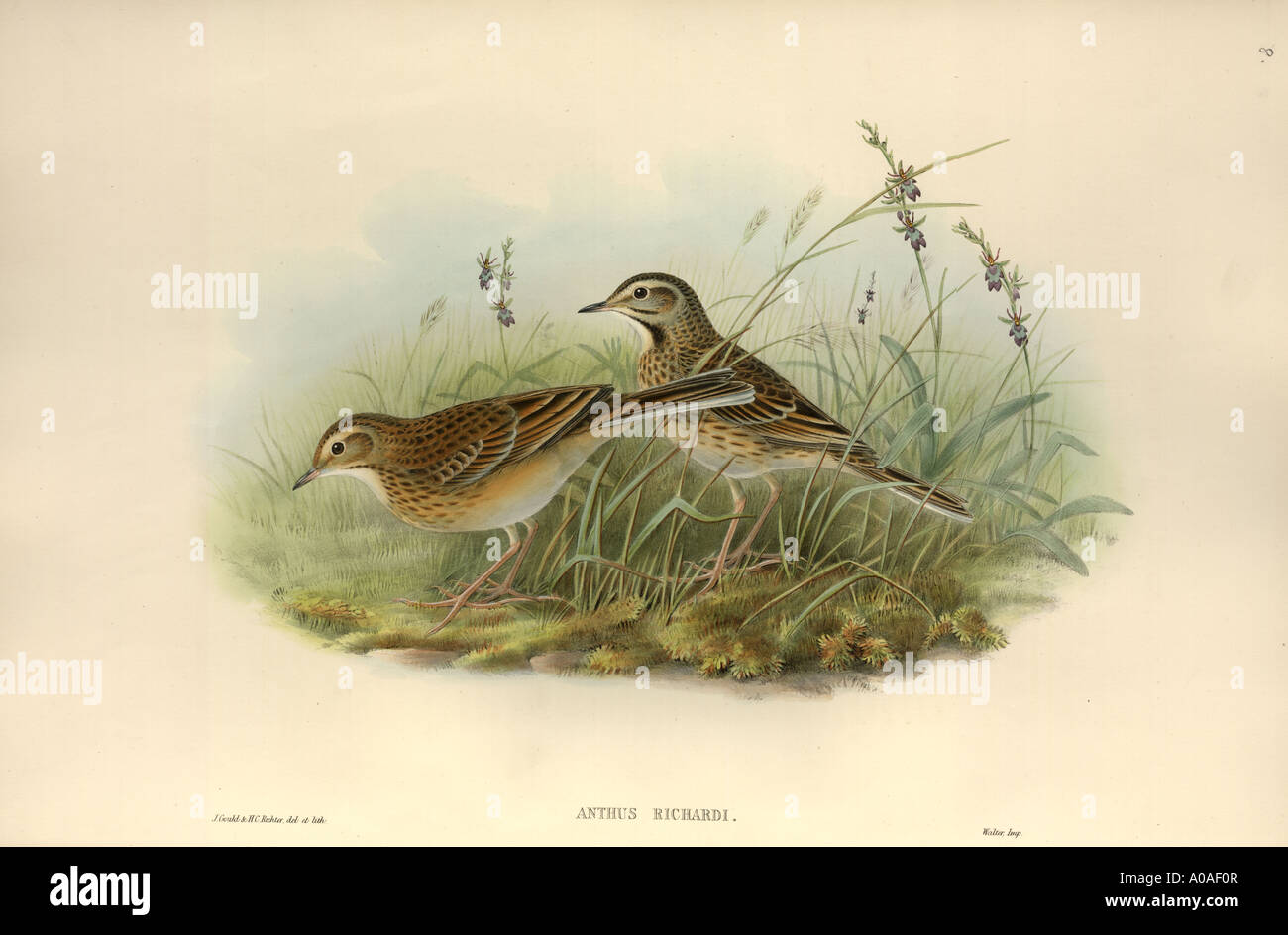 Richards pipit hi-res stock photography and images - Alamy