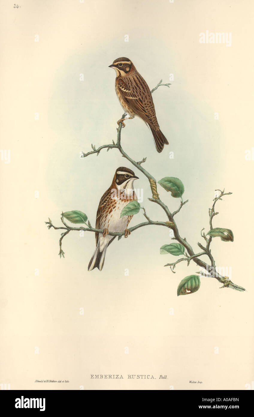 Emberiza rustica rustic bunting Stock Photo - Alamy