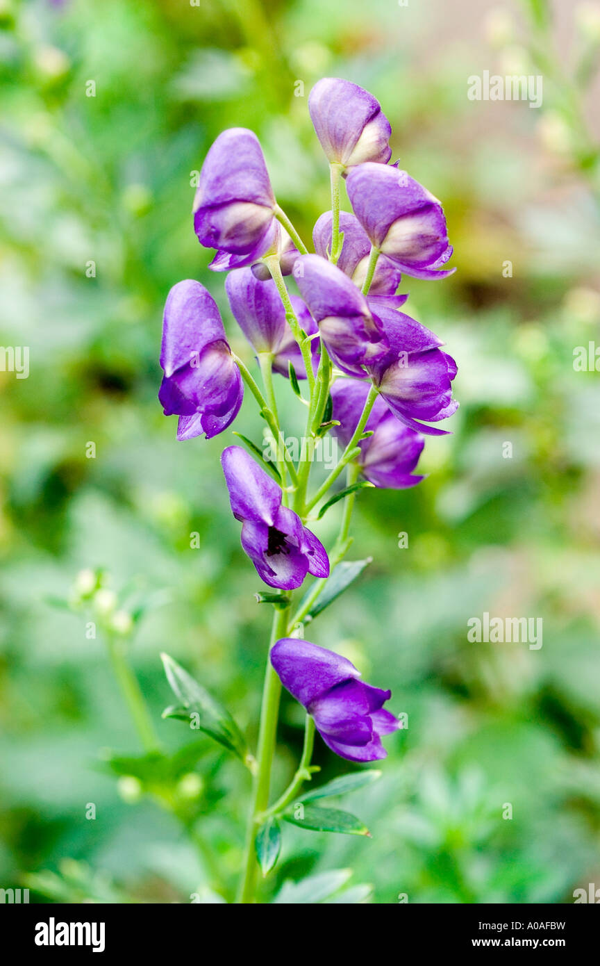 Wolfsbane hi-res stock photography and images - Alamy