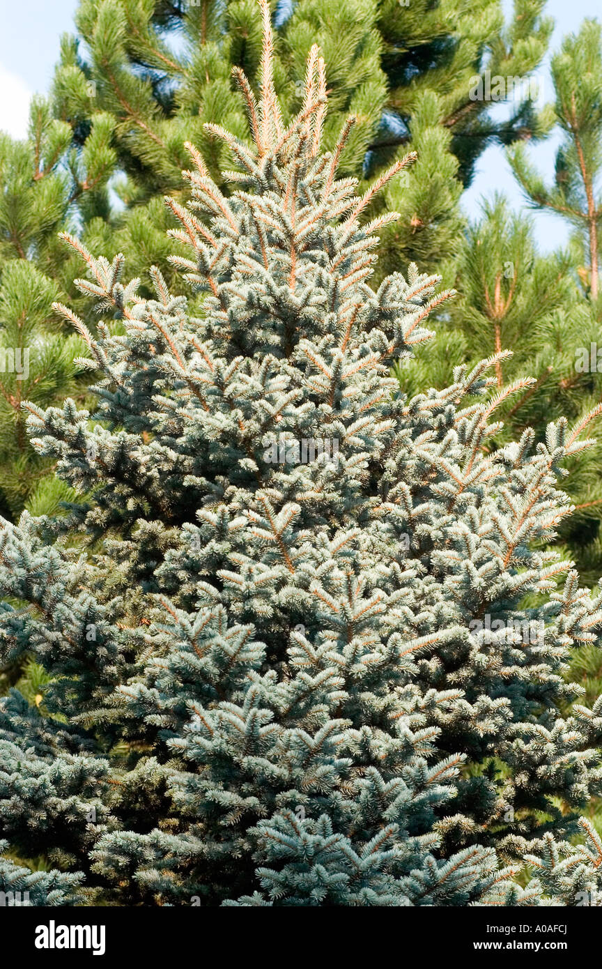 Distinctive botanical species hi-res stock photography and images - Alamy