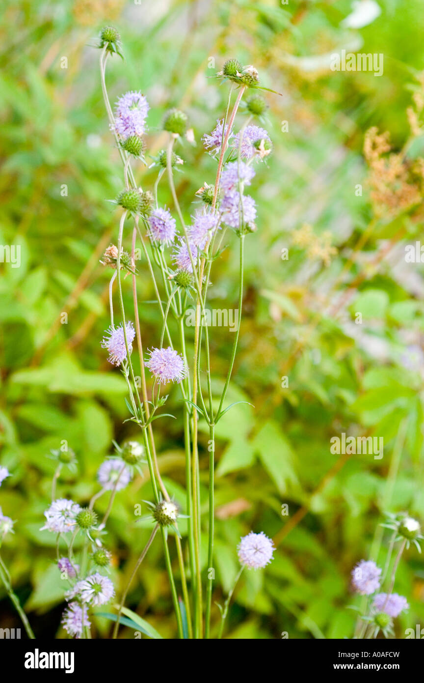Devilsbit Dipsacaceae Succisa pratensis Stock Photo - Alamy