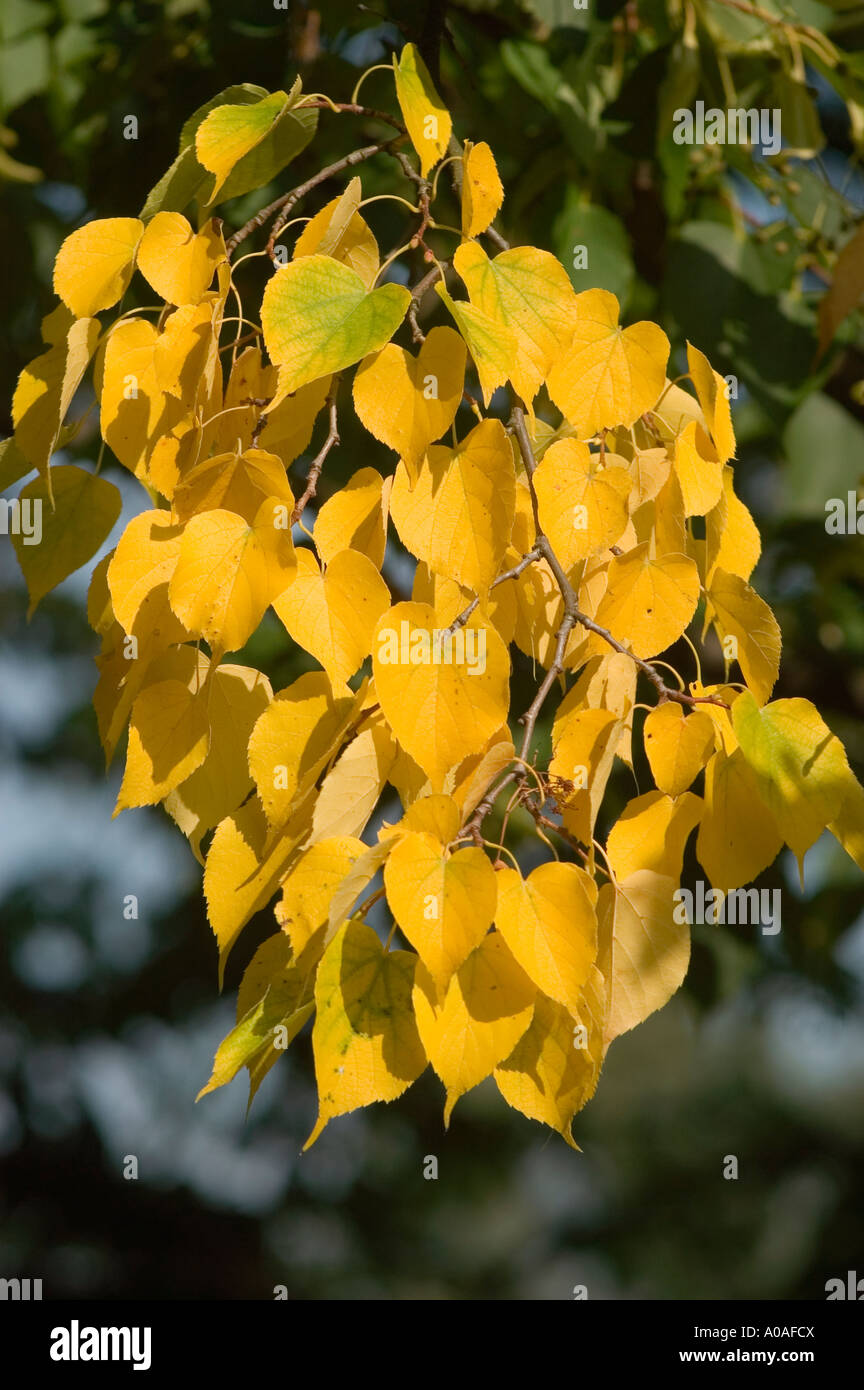 Bunch of yellow autumn leaves together Stock Photo - Alamy