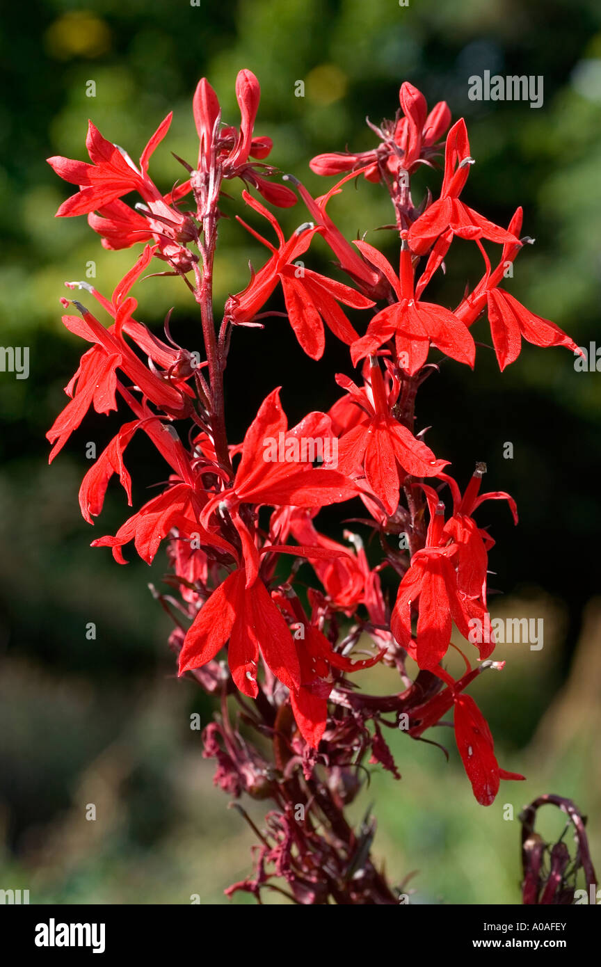Red flower of Cardinalflower Campanulaceae Lobelia cardinalis North ...