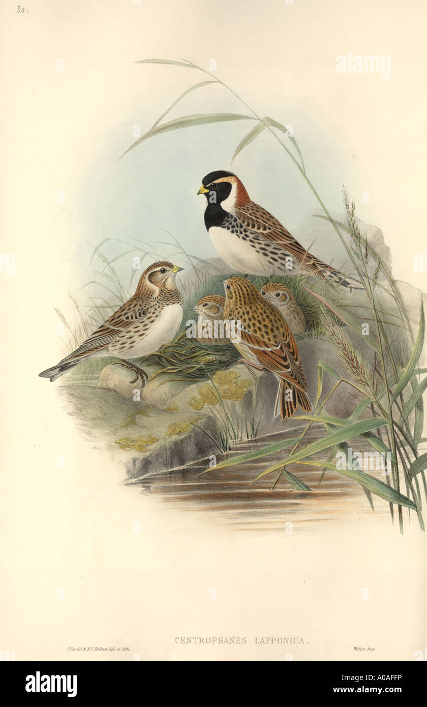 Calcarius lapponicus Lapland longspur Stock Photo - Alamy