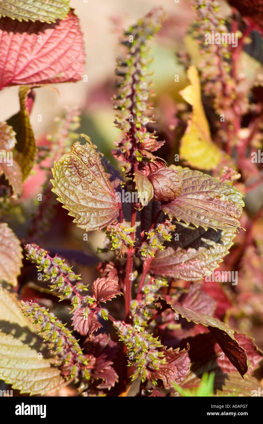 Summer coleus perilla frutescens hi-res stock photography and images ...