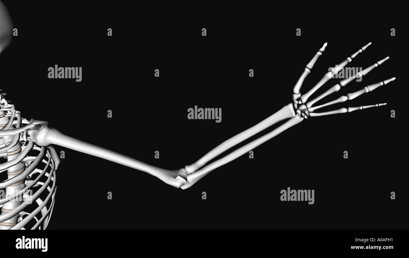 Illustrative diagram showing skeleton arm and hand outstretched Stock ...