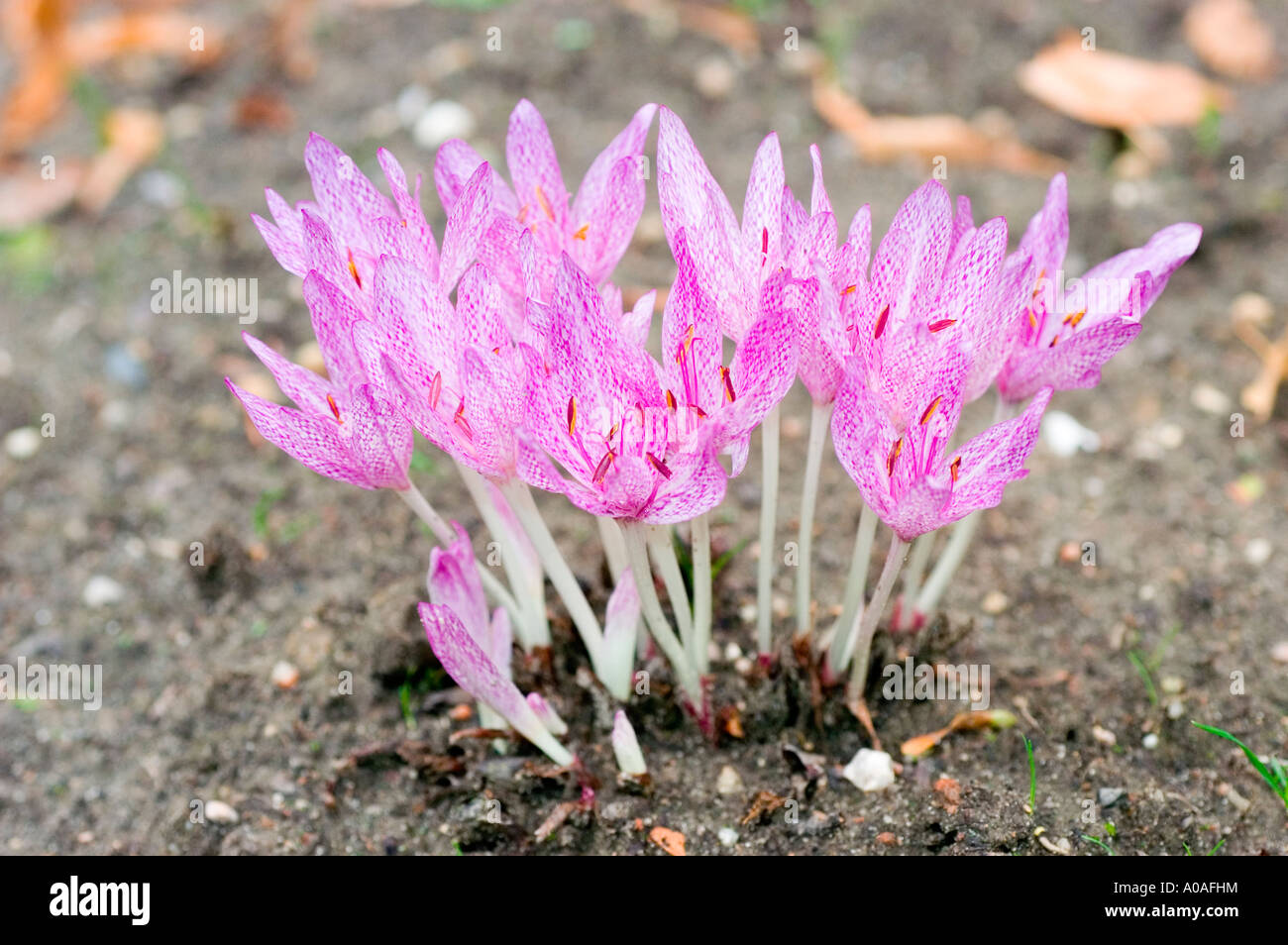 Late autumn pink violet flowers of Colchicaceae Colchicum variegatum ...
