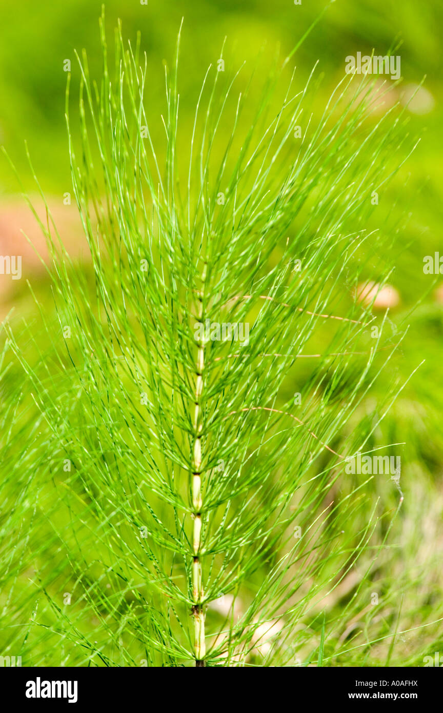 Close-up of Field horsetail (Equisetum arvense) in the Equisetaceae ...