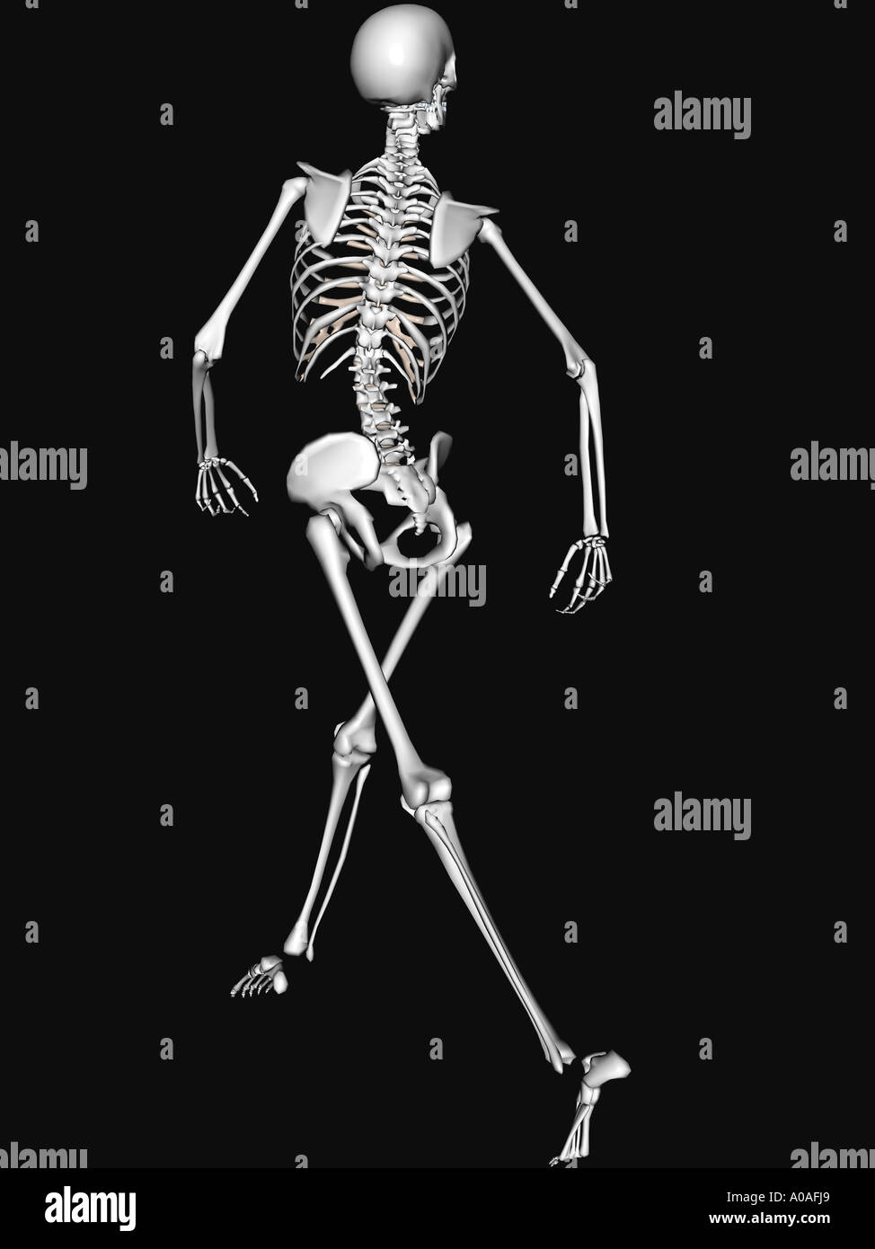 Illustrative diagram showing skeleton walking happily rear shot Stock ...