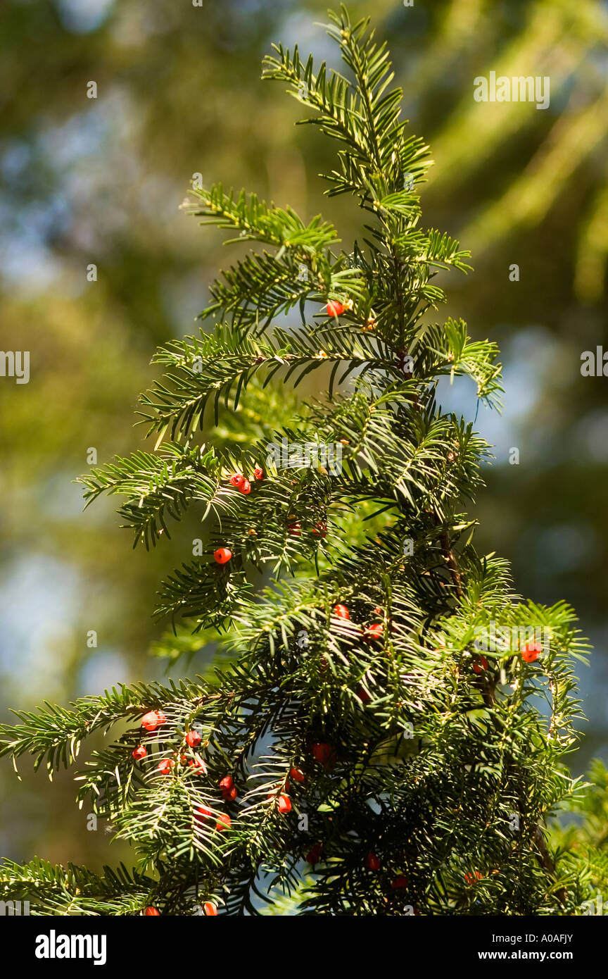 Taxus baccata - branch with red berries Stock Photo - Alamy