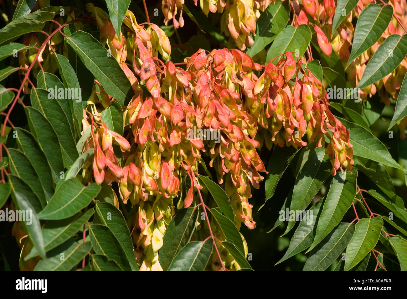 Swingle hi-res stock photography and images - Alamy