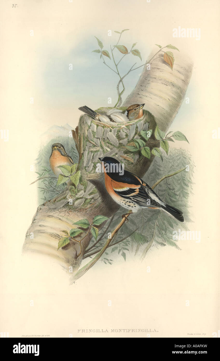 Brambling nest hi-res stock photography and images - Alamy