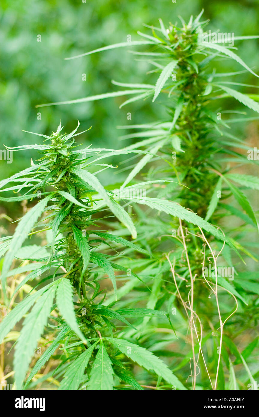 Cannabis leaves pair hi-res stock photography and images - Alamy