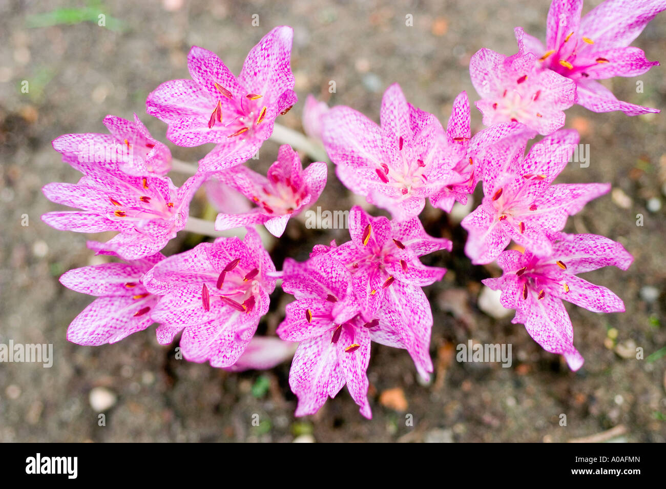 Pink flowers greece hi-res stock photography and images - Alamy