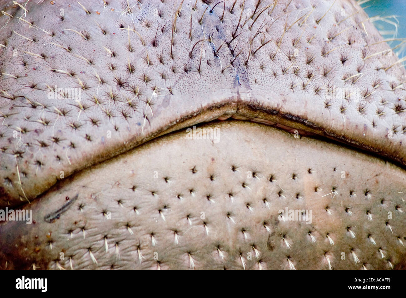 Extreme close up hippopotamus hi-res stock photography and images - Alamy
